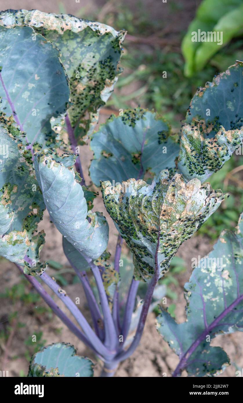 Phyllotreta cruciferae Banque de photographies et d’images à haute ...