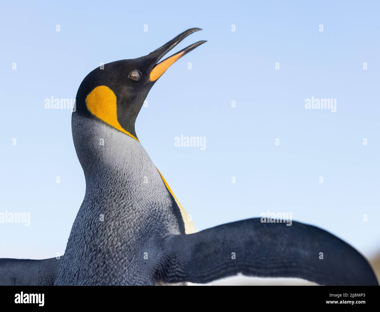 Le manchot royal (Aptenodytes patagonicus) est la 2e plus grande espèce ...