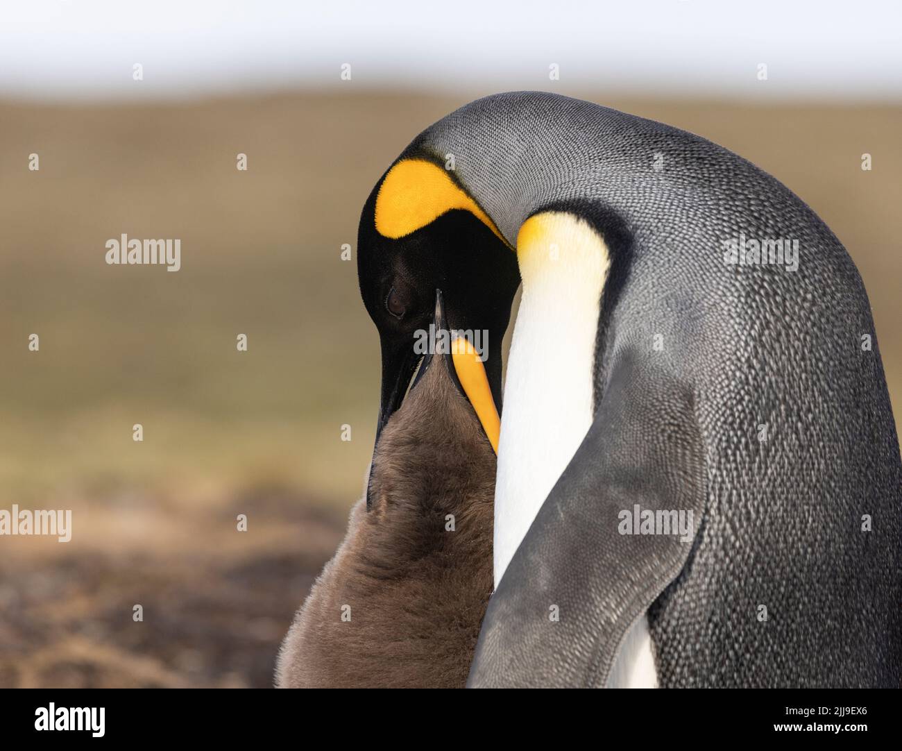 Le manchot royal (Aptenodytes patagonicus) est la 2e plus grande espèce ...