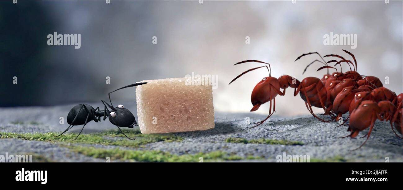 Fourmi noire fourmis rouges minuscule Banque de photographies et d ...