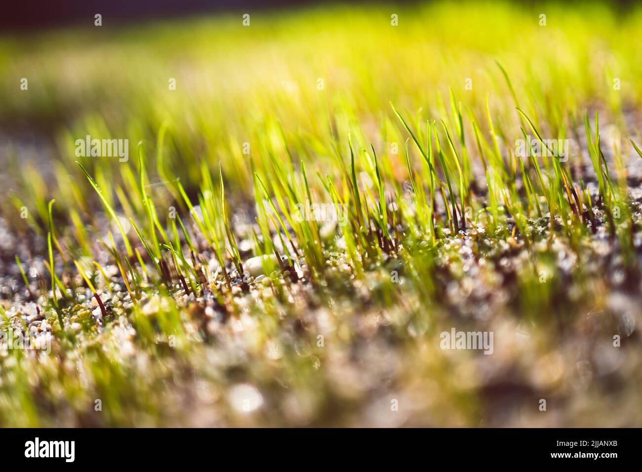 gros plan de nouvelles lames d'herbe qui brillent au soleil et poussent ...