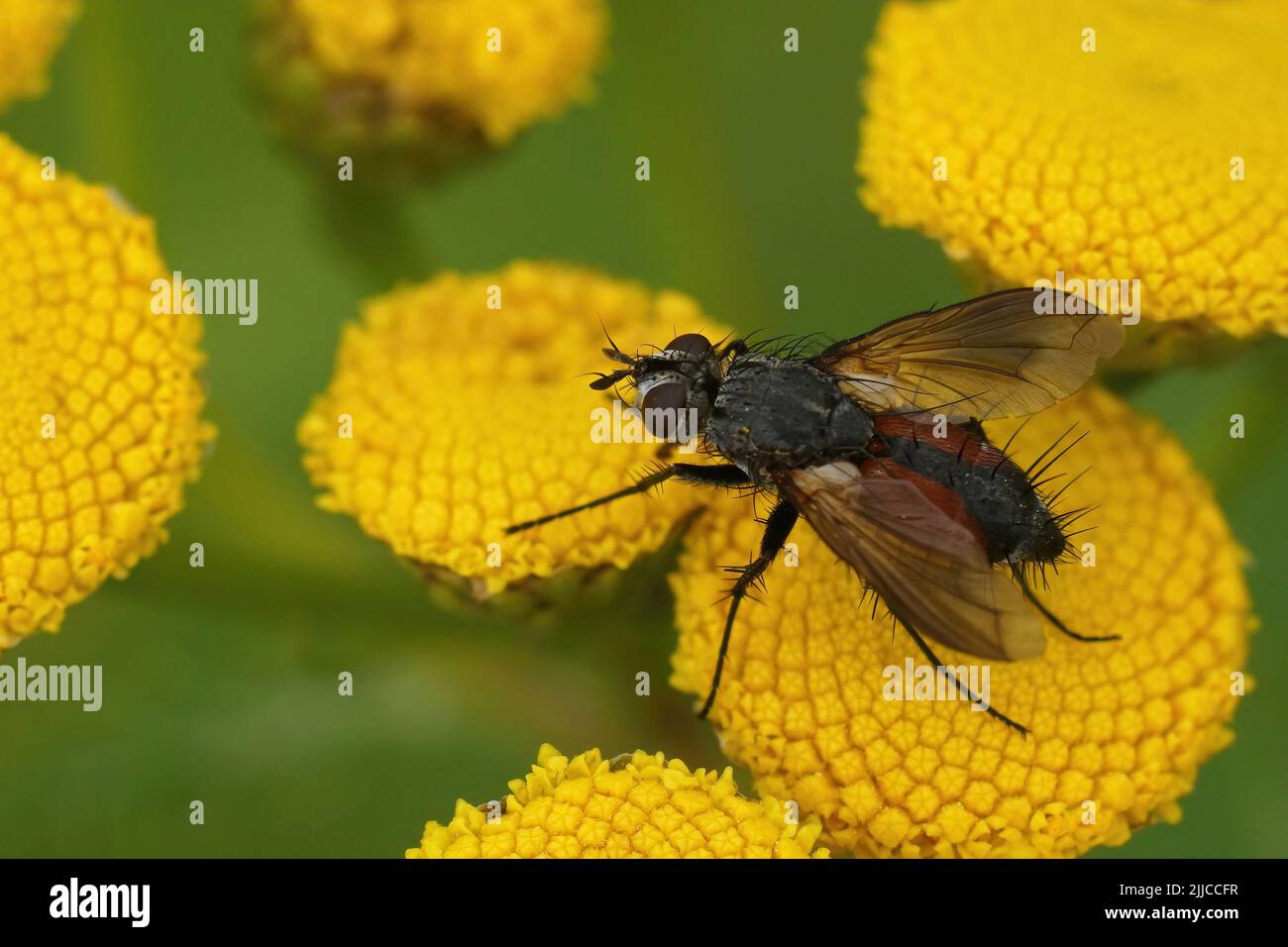 Gros plan sur la mouche tachinide noire, Eriothrix rufomaculatus ...