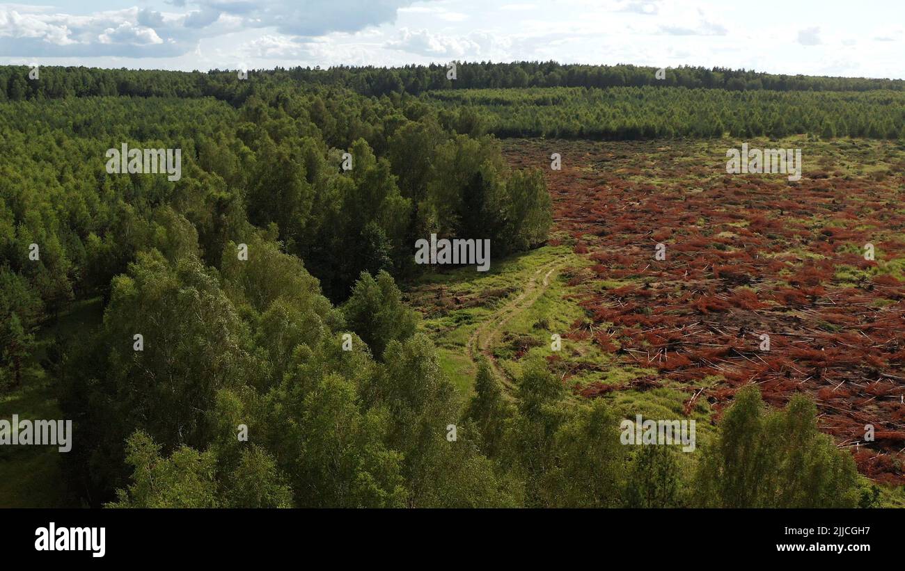 Vue de dessus du terrain et paysage de forêt de pins verts ...