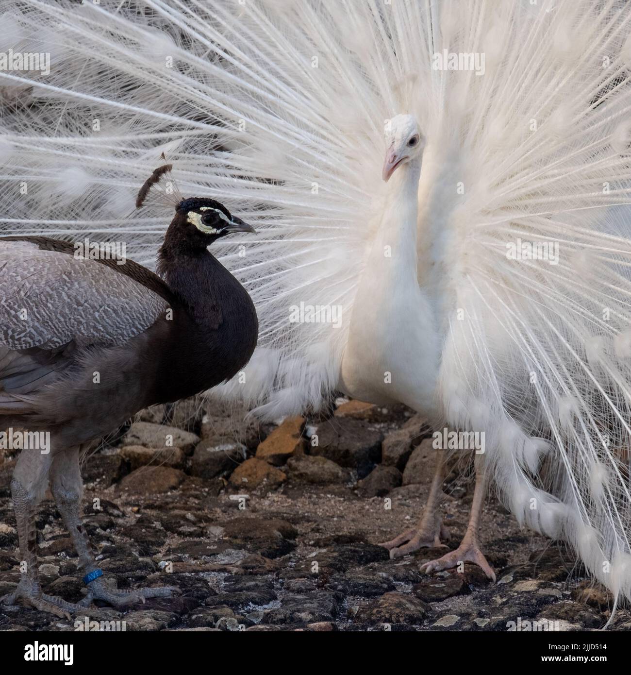 Paon opale Banque de photographies et d’images à haute résolution - Alamy