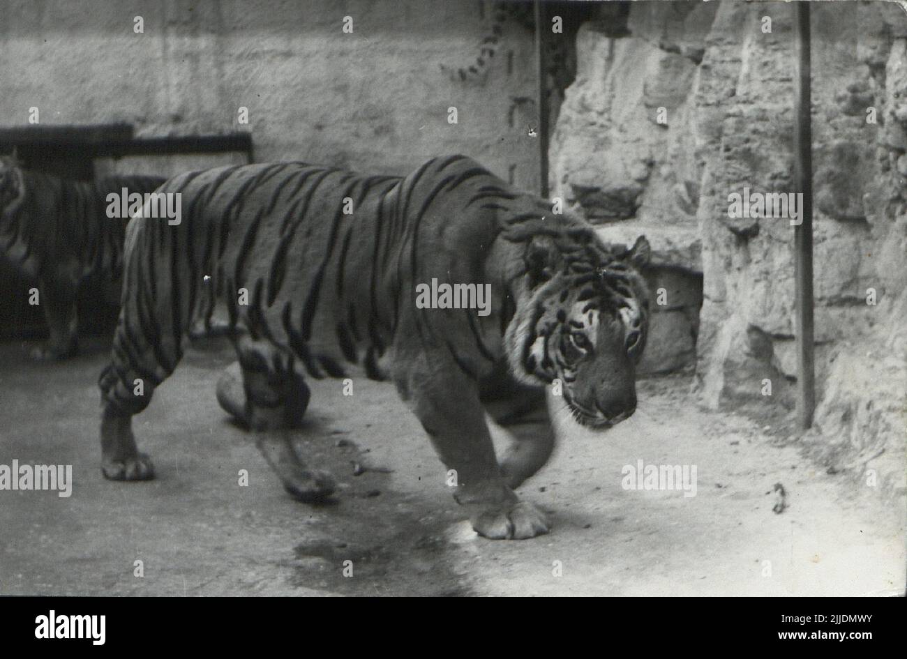 Zoo de pectoraux Banque de photographies et d’images à haute résolution ...