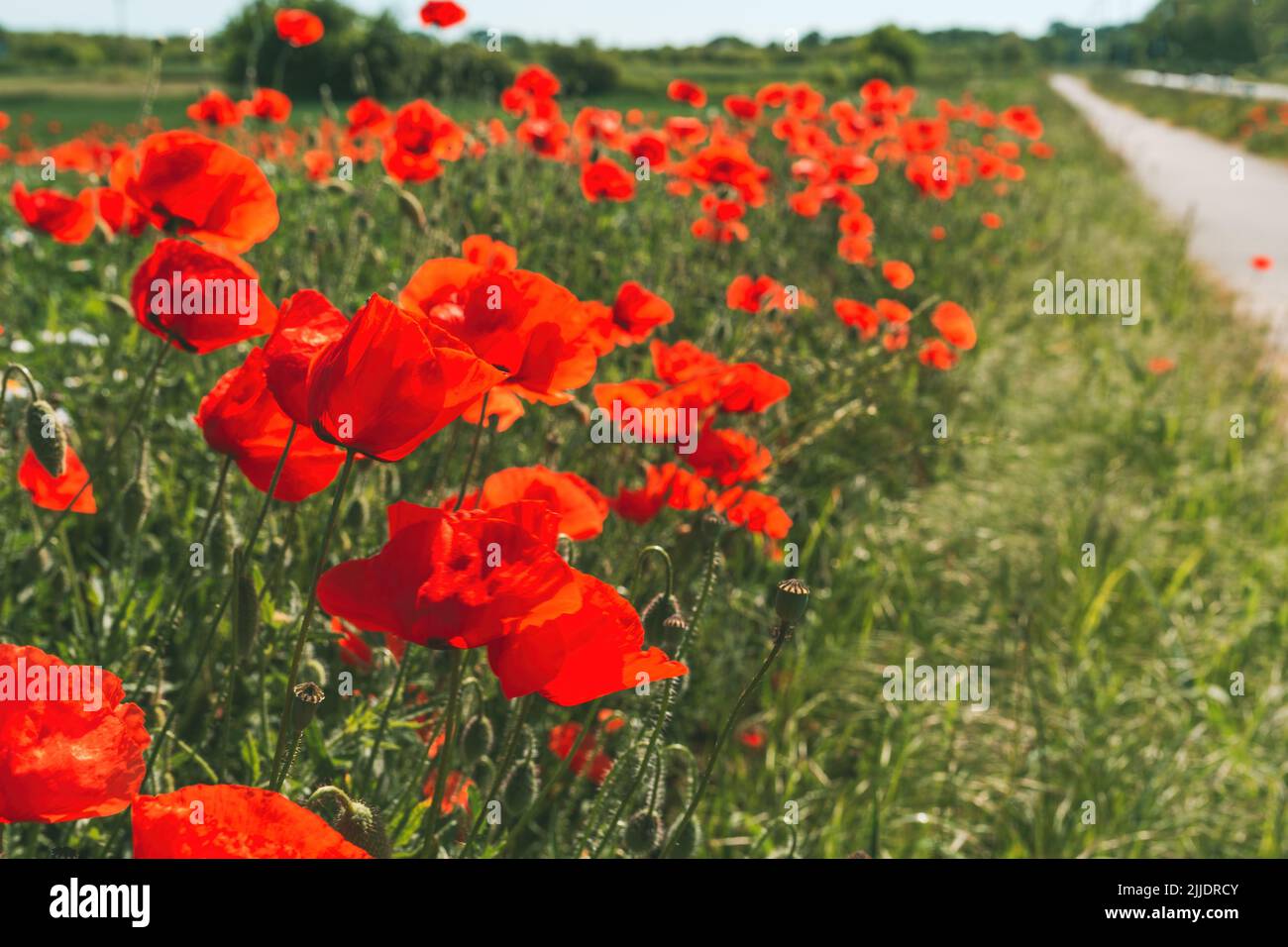 Rhoeas de Papaver ou fleur de pavot rouge dans la prairie. Cette plante ...