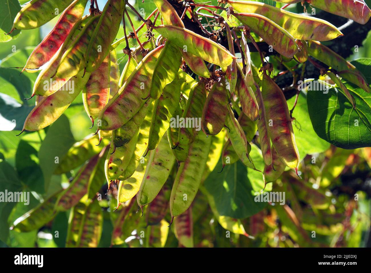 Arbre de judee Banque de photographies et d’images à haute résolution ...