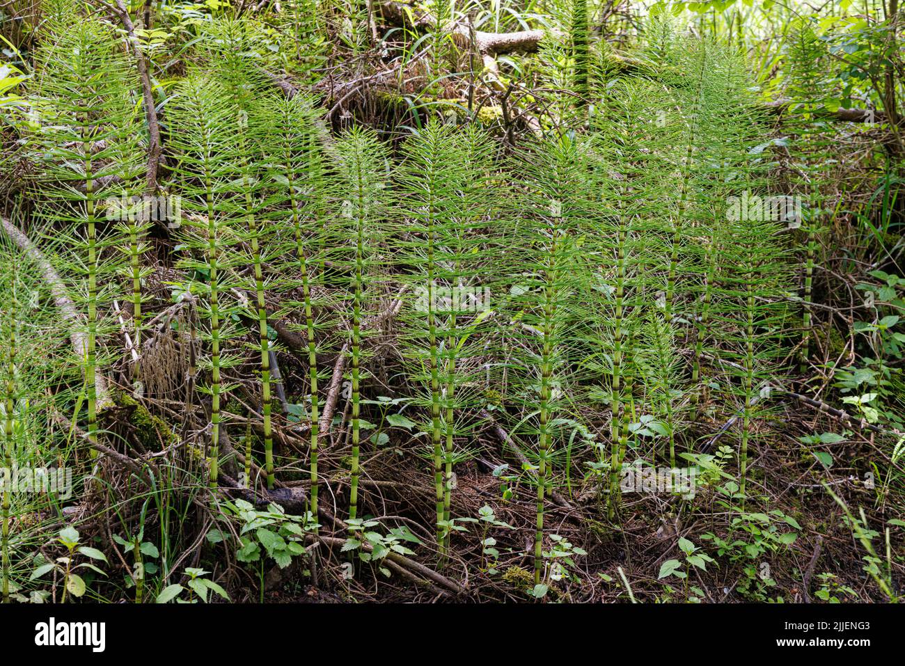 Grande prêle equisetum telmateia Banque de photographies et d’images à ...
