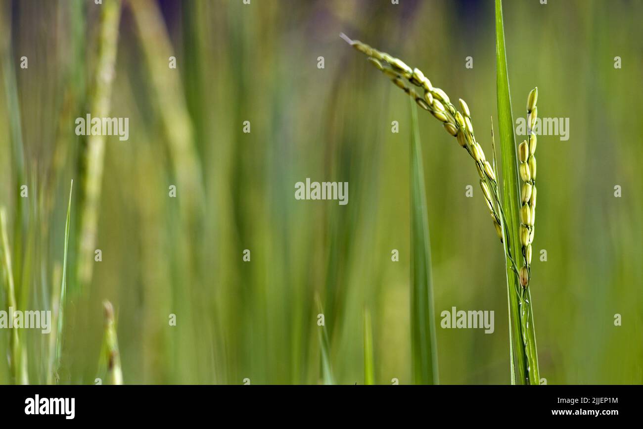 Riz commun oryza sativa Banque de photographies et d’images à haute ...
