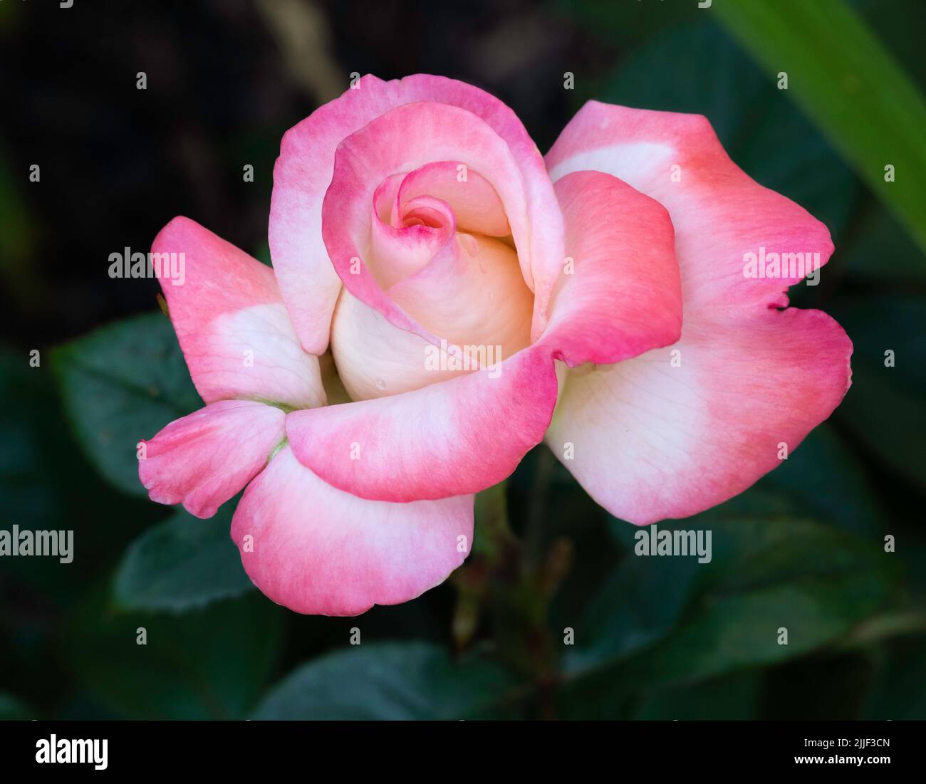 Gros plan d'une fleur rose corail et blanc crémeux de thé hybride ...