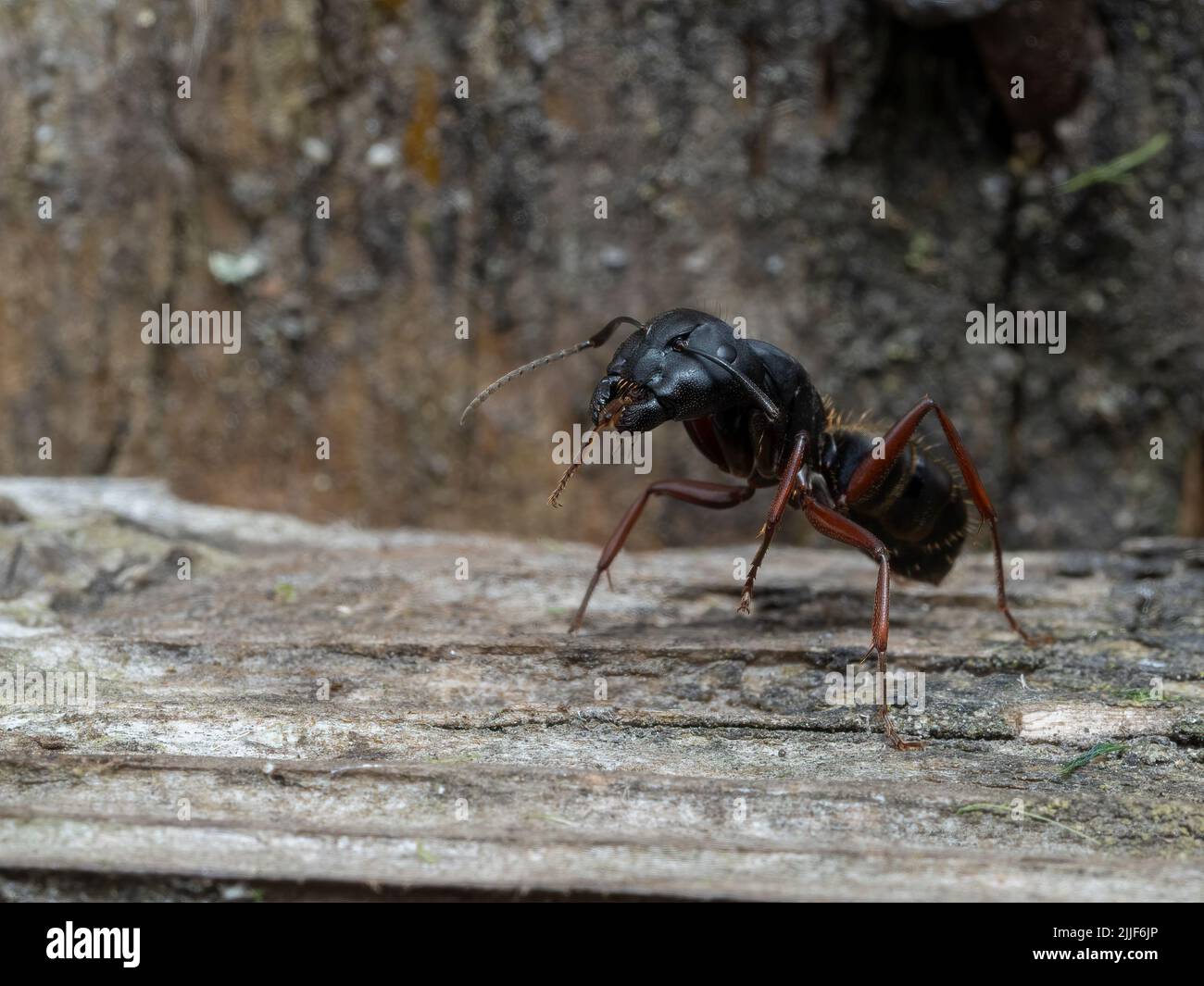 Camponotus modoc Banque de photographies et d’images à haute résolution ...