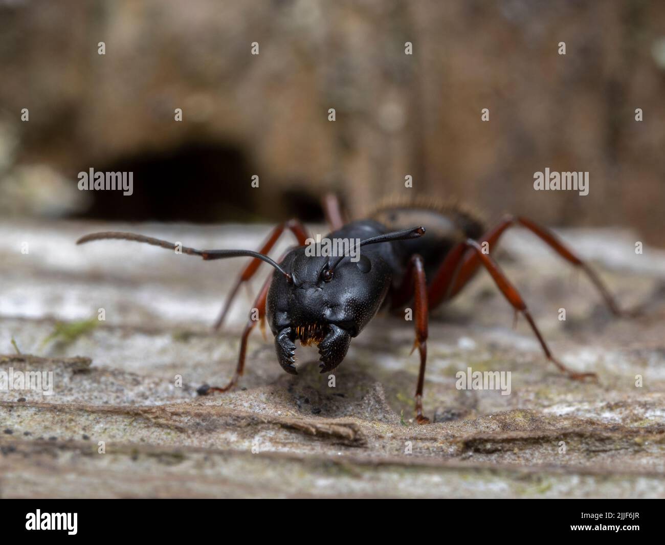 Camponotus modoc Banque de photographies et d’images à haute résolution ...