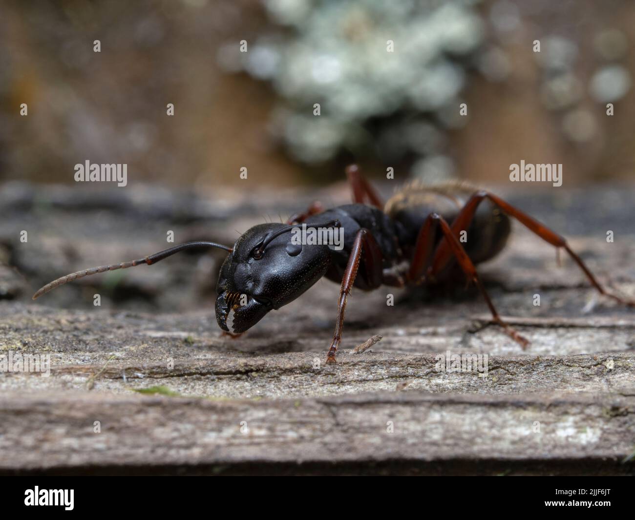 Camponotus modoc Banque de photographies et d’images à haute résolution ...