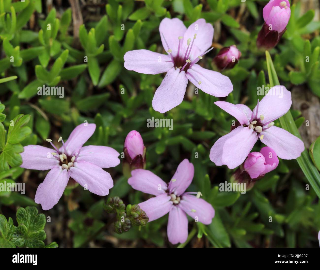 Moss campion silene acaulis blooming Banque de photographies et d ...