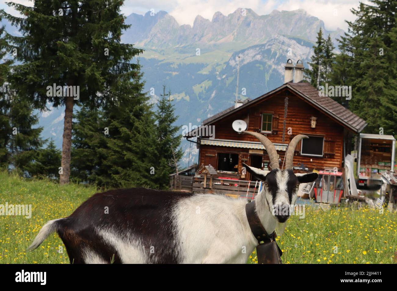 Goat alp switzerland Banque de photographies et d’images à haute ...