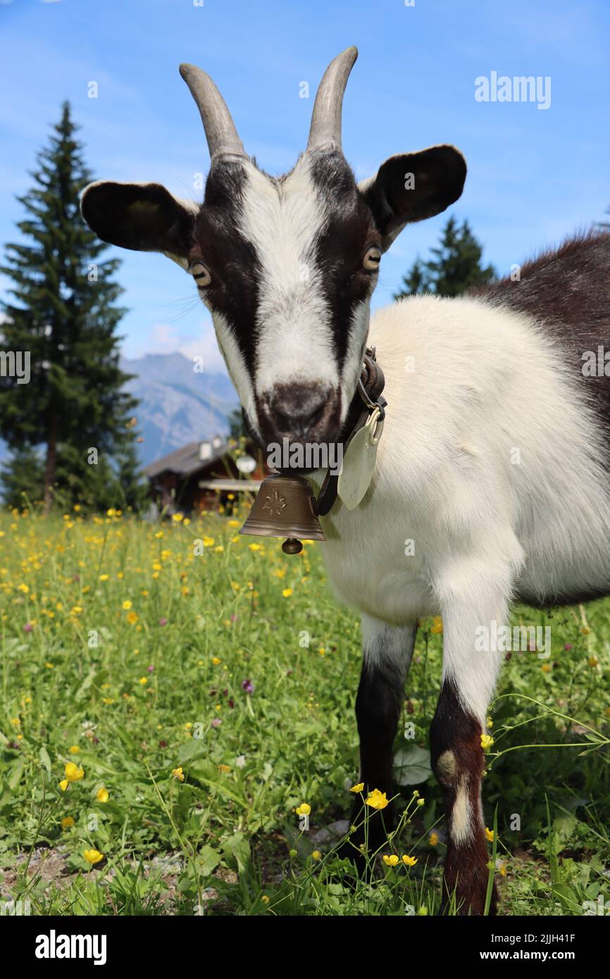 Cor des alpes suisses Banque de photographies et d’images à haute ...