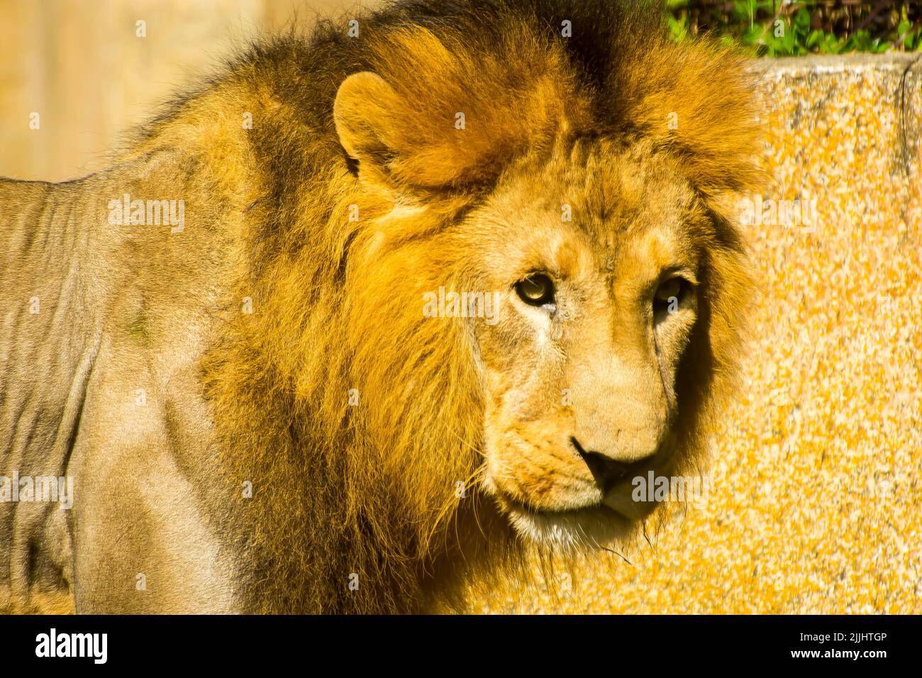 Le lion mâle de près, originaire d'Afrique, le plus grand carnivore ...