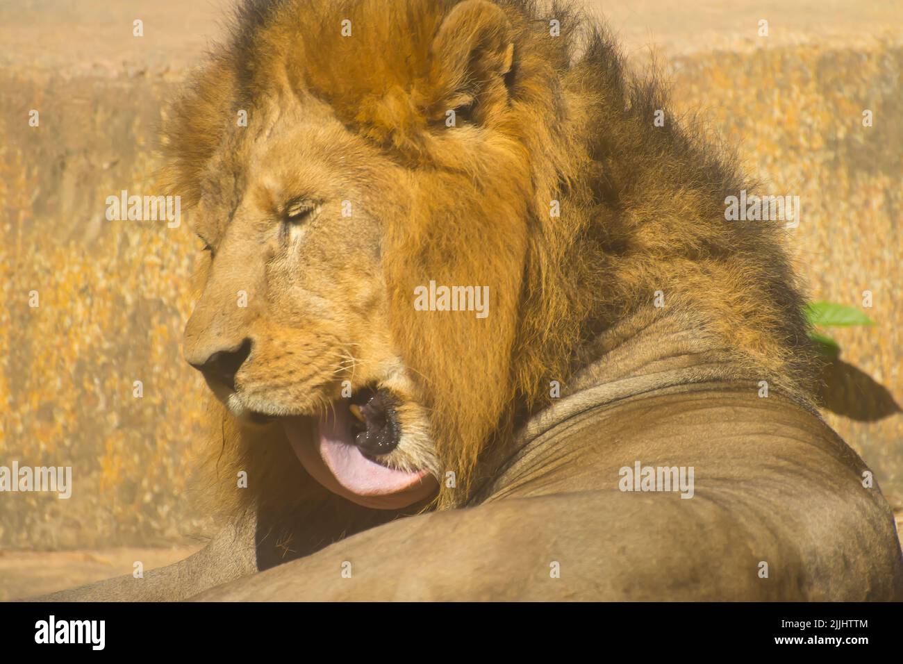 Le lion mâle de près, originaire d'Afrique, le plus grand carnivore ...