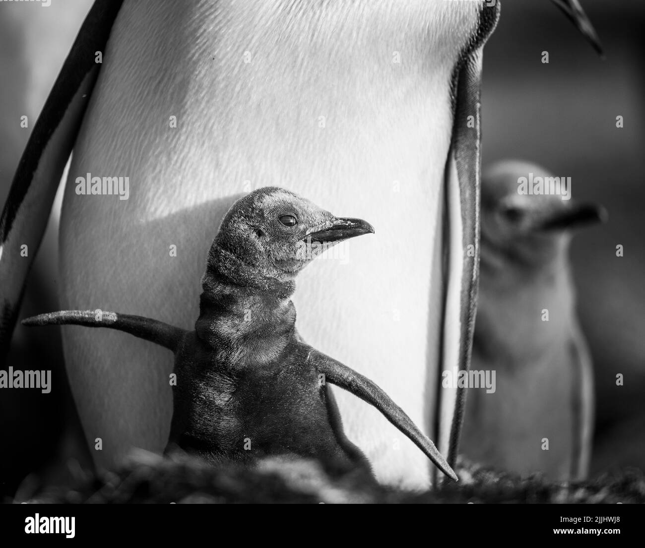 La faune des malouines Banque d'images noir et blanc - Alamy