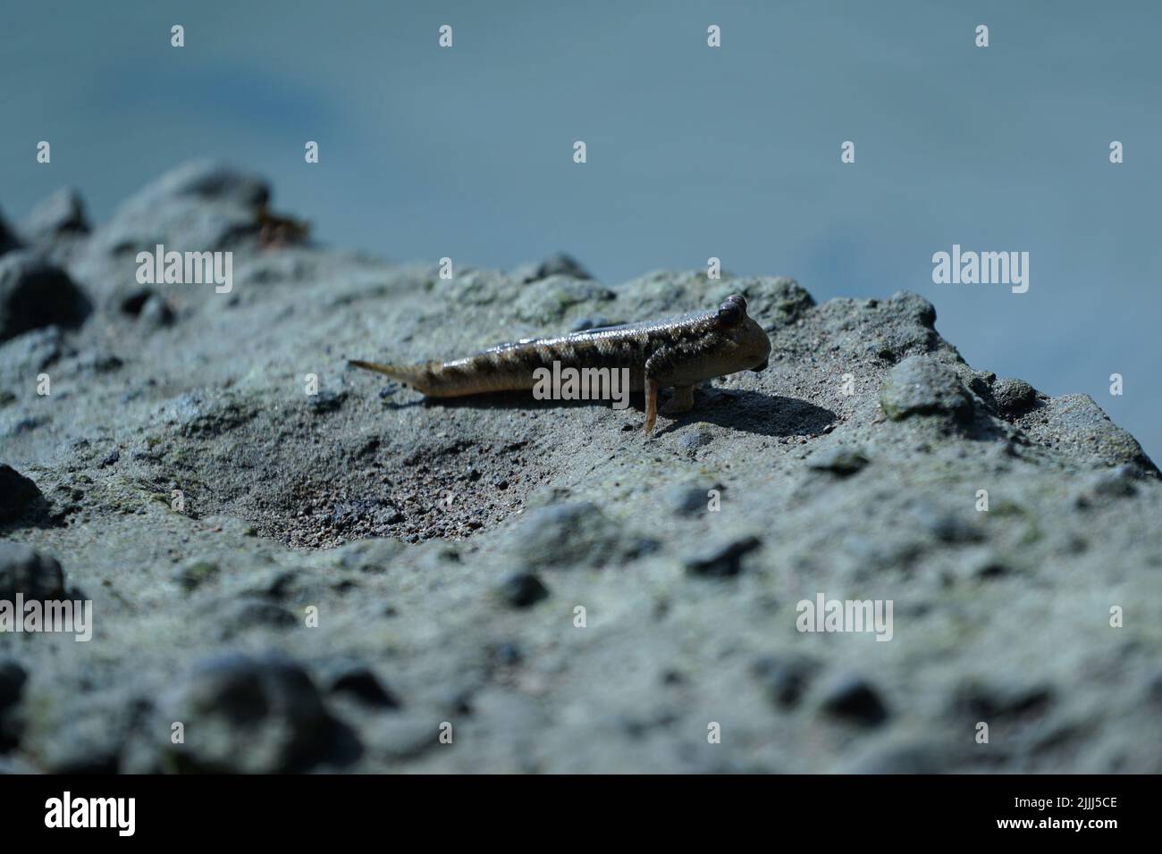 Poisson de mudskipper. Espèces de poissons avec la jambe et se trouvent ...