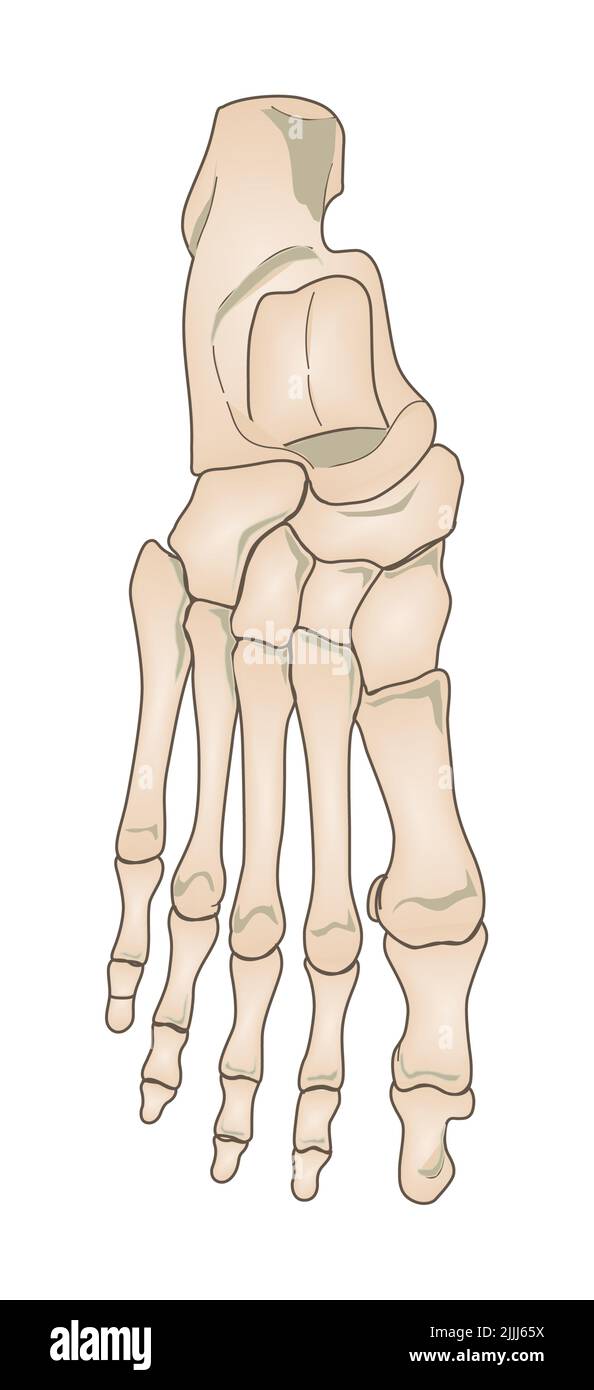 Anatomie du pied humain, illustration Photo Stock - Alamy