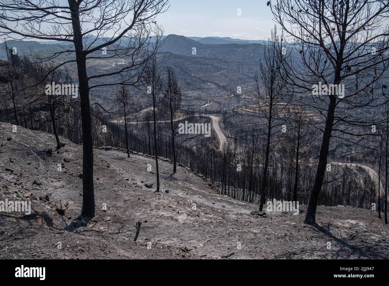 La masse forestière est vue brûlée dans l'urbanisation du Parc de la ...