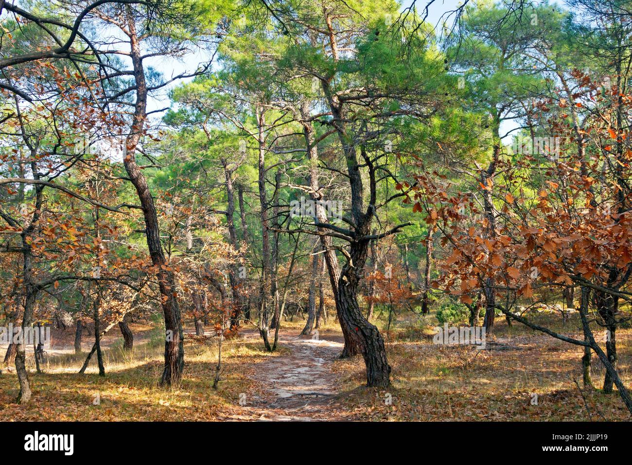 Le parc national de la forêt de Dadia-Lefkimi-Soufli, une réserve ...