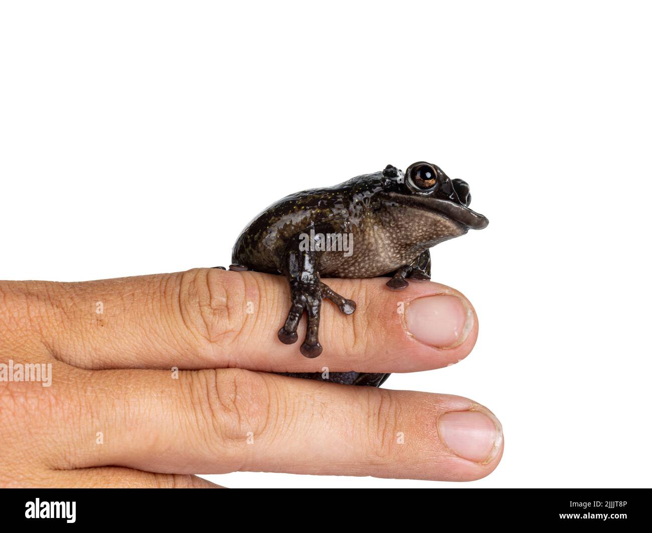 Yucatán Casque-tête arbre Frog aka Triprion petasatus, assis sur la ...