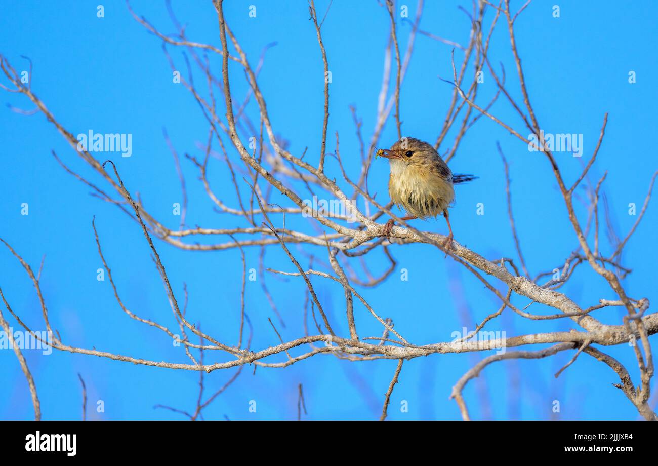 Une femelle de wren rouge est perchée sur une brindille avec un insecte ...
