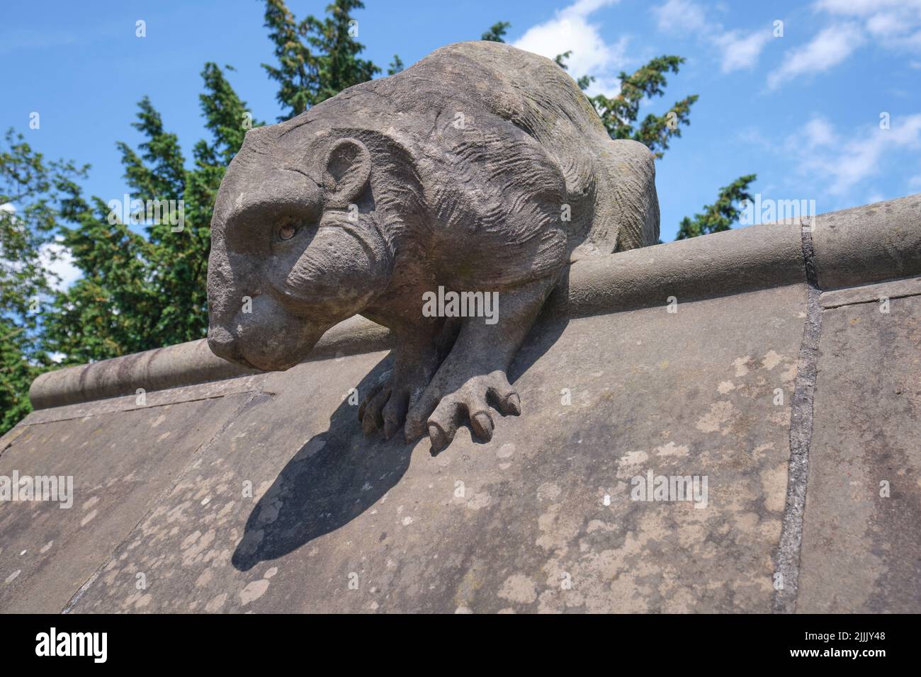 Ressemblance au castor Banque de photographies et d’images à haute ...