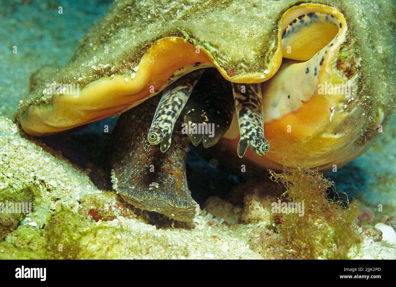 Queen conch Banque de photographies et d’images à haute résolution - Alamy