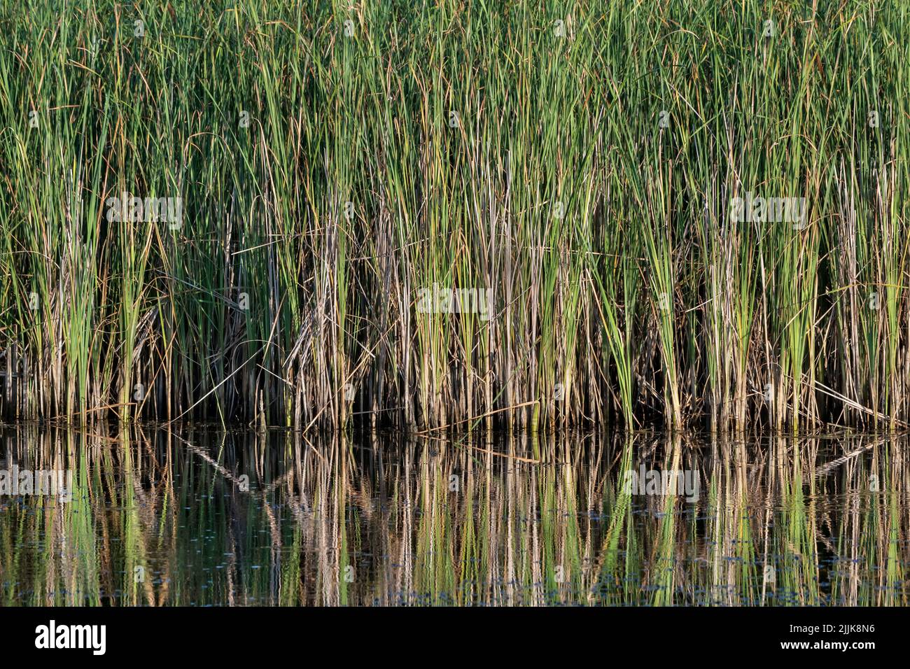 Roseaux canne Banque de photographies et d’images à haute résolution ...