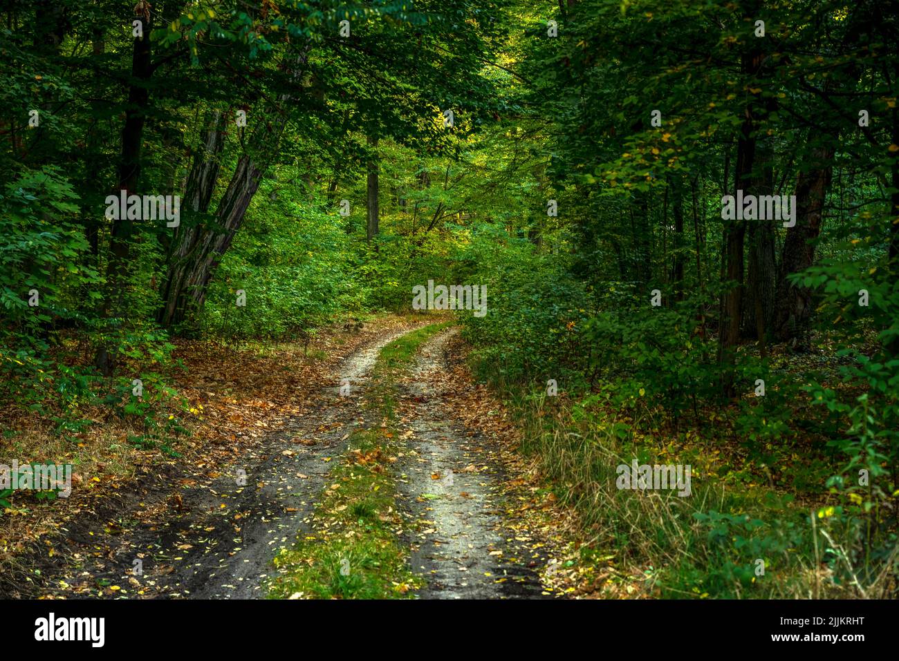 Forêt dense Banque de photographies et d’images à haute résolution - Alamy