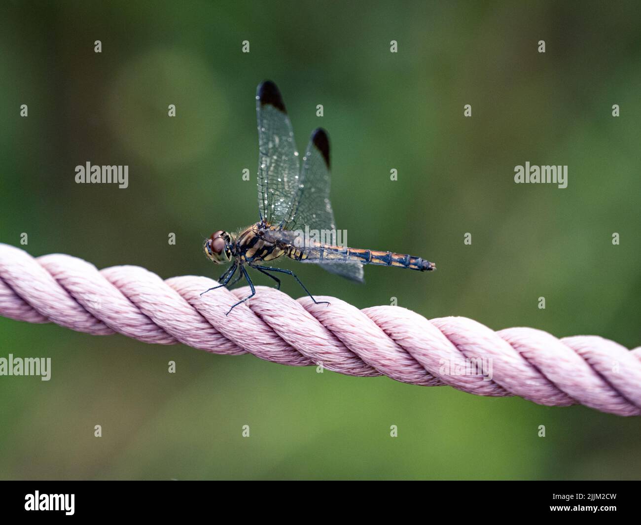 Sympetrum infuscatum libellule Banque de photographies et d’images à ...