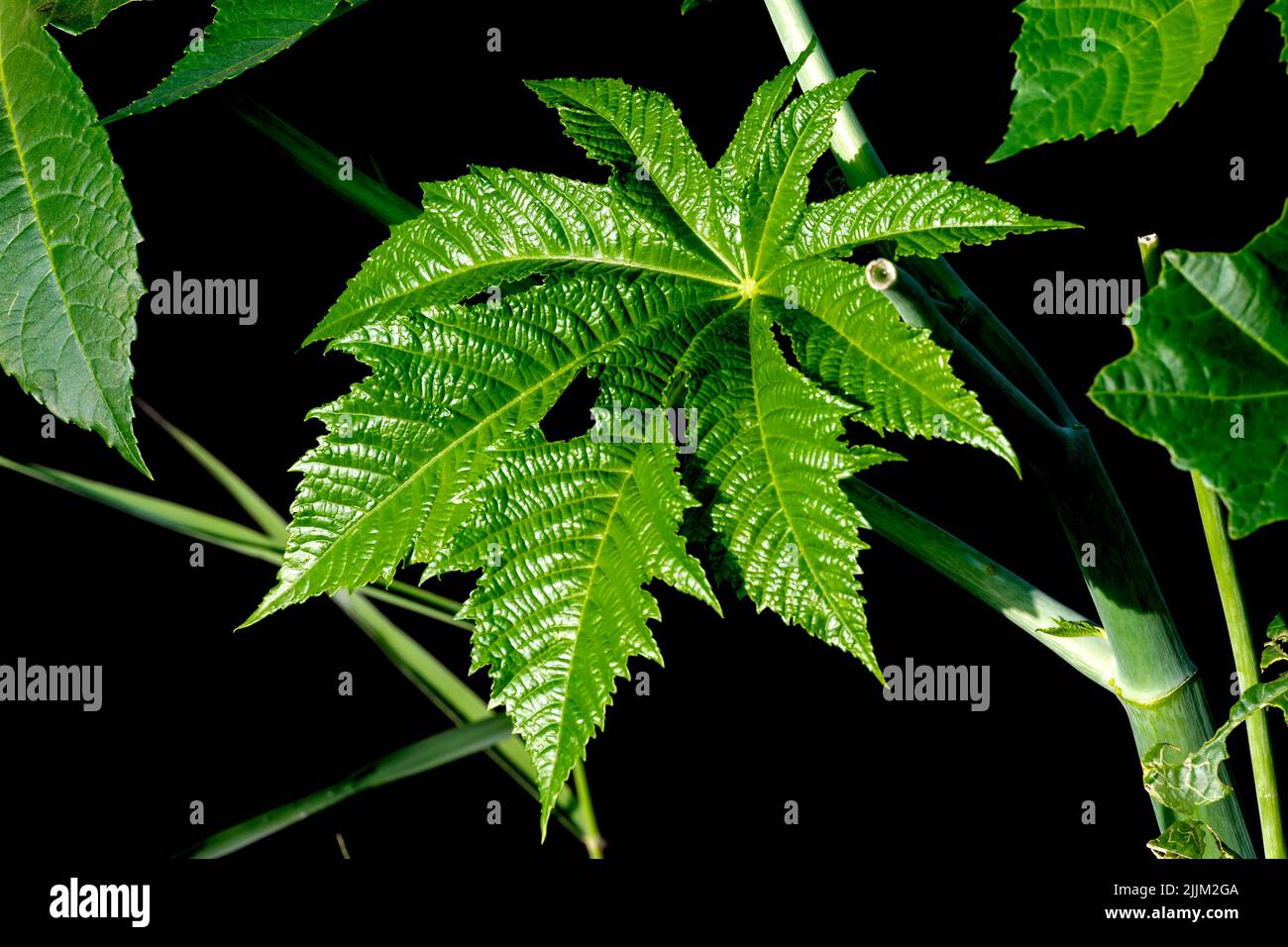 Feuilles de haricot Banque de photographies et d’images à haute ...