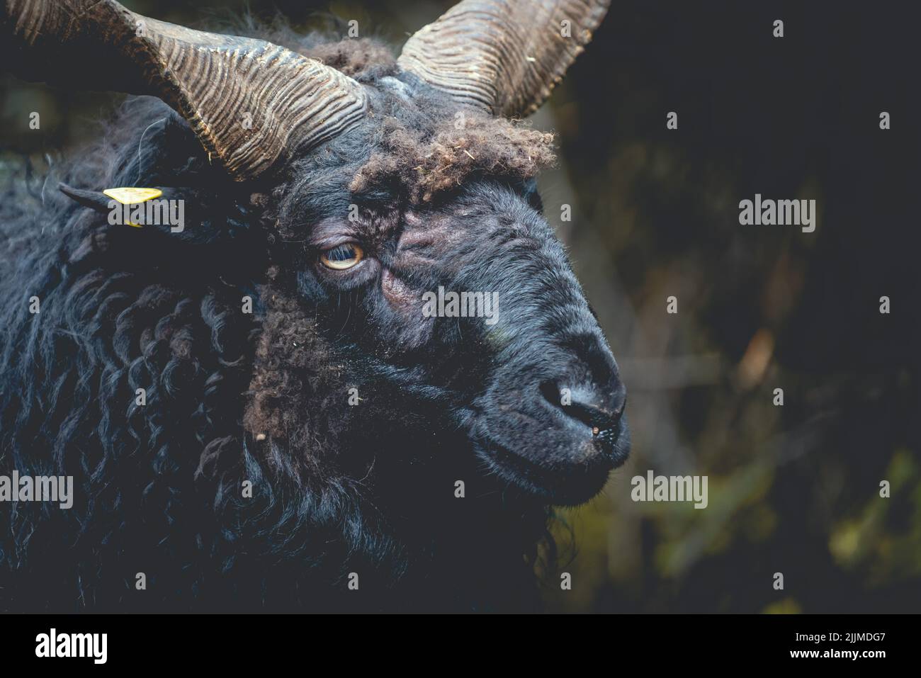 Gros plan de la tête d'un mouton Hebridean noir avec de grandes cornes ...