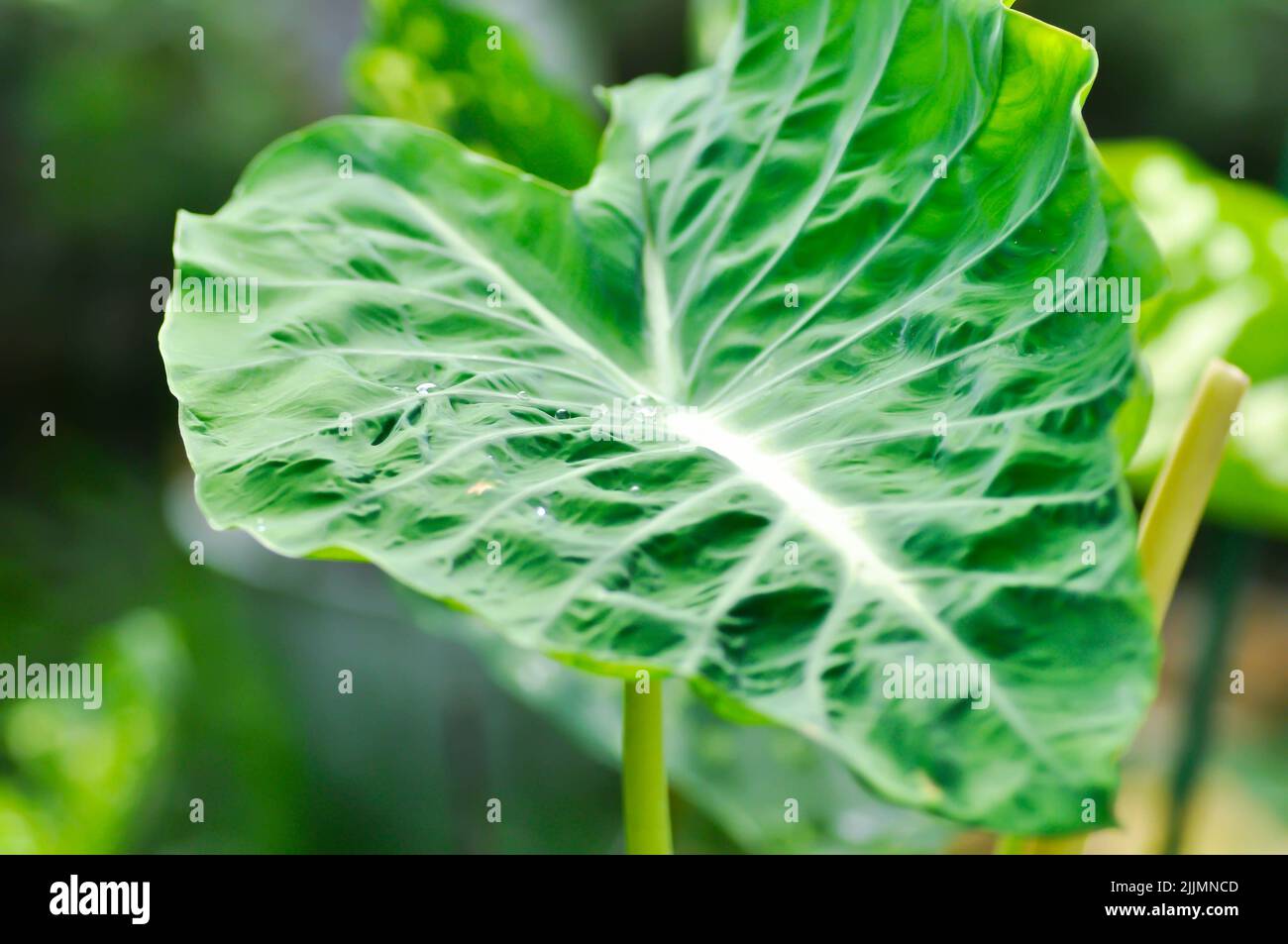 Colocasia Nancys, Colocasia Nancys Revenge , Colocasia esculenta ou ...