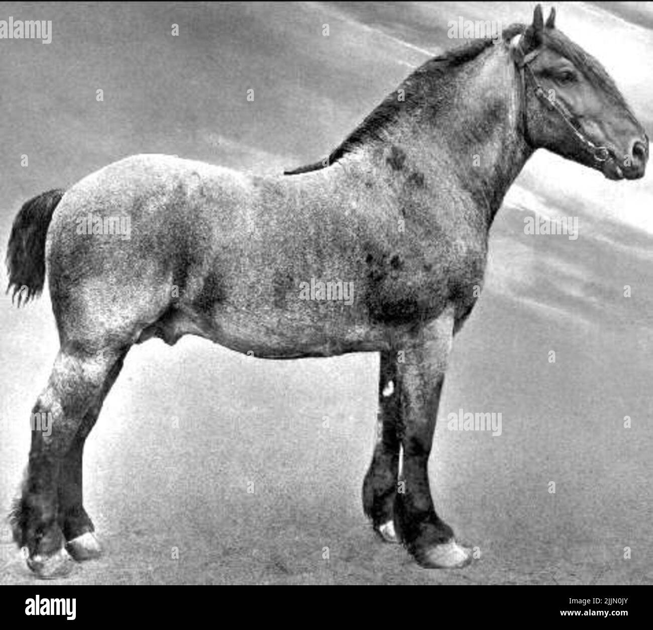 étalon reproducteur Banque de photographies et d’images à haute ...