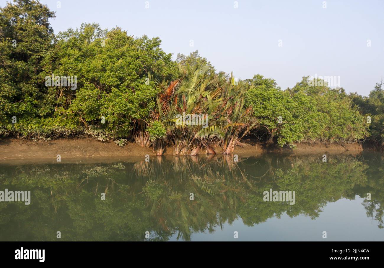 Sundarbans est une mangrove du delta formée par la confluence des ...