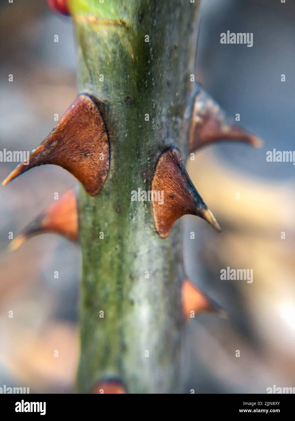 Rose tige Banque de photographies et d’images à haute résolution - Alamy