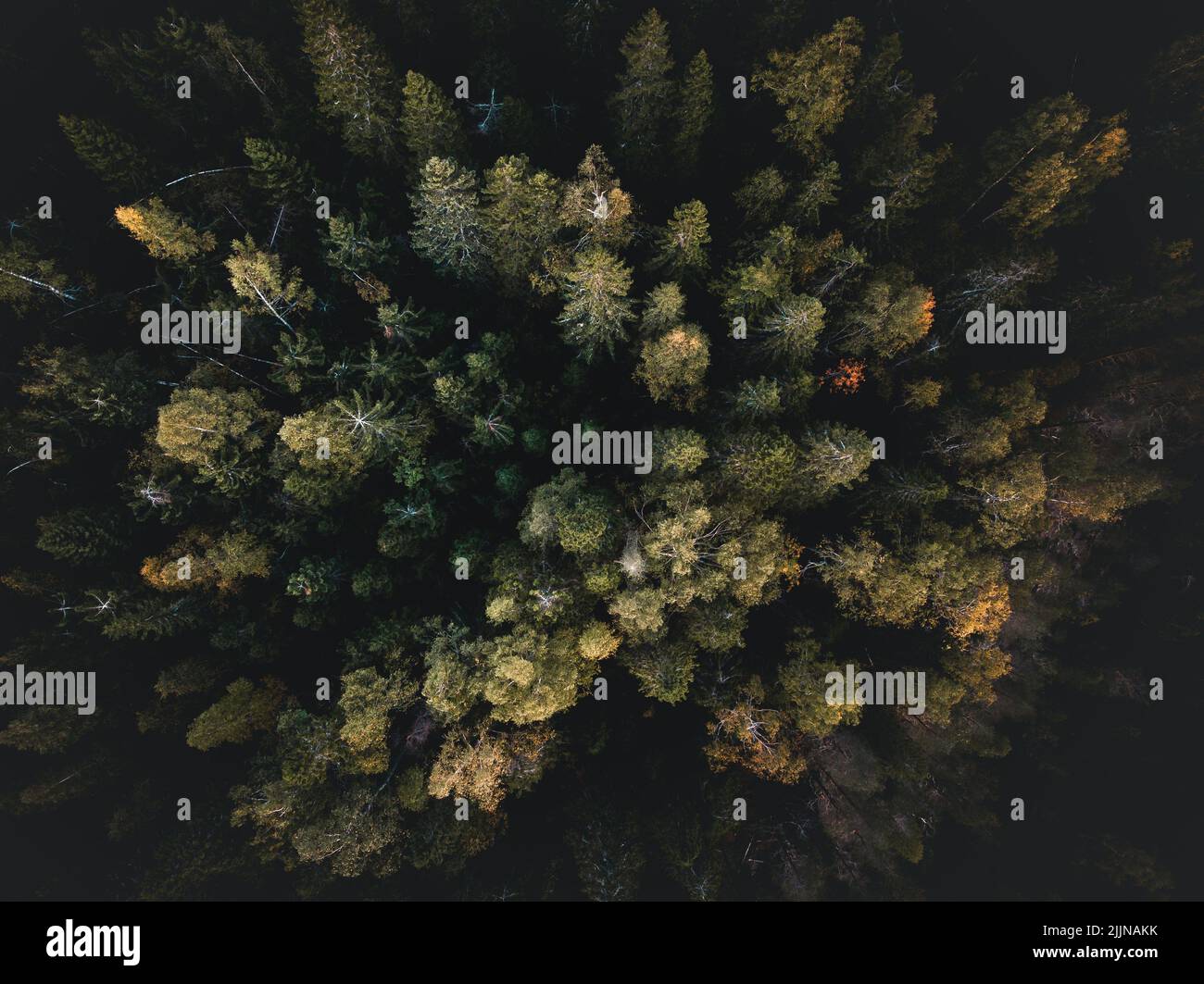 Une forêt dense vue aerienne Banque de photographies et d’images à ...