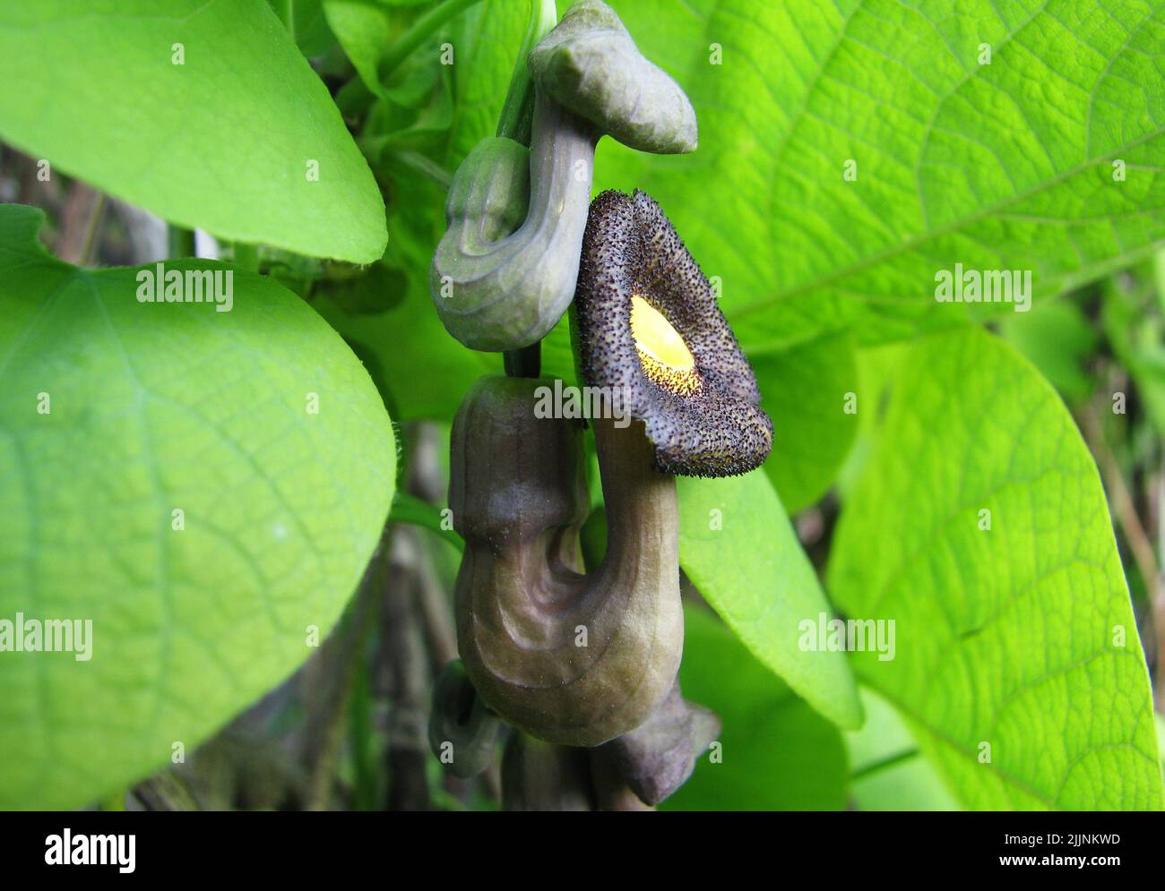 Insect carnivore Banque de photographies et d’images à haute résolution ...