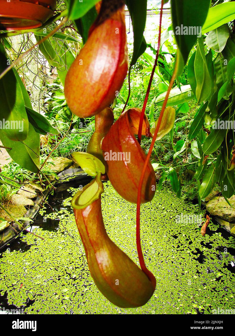Insect carnivore Banque de photographies et d’images à haute résolution ...