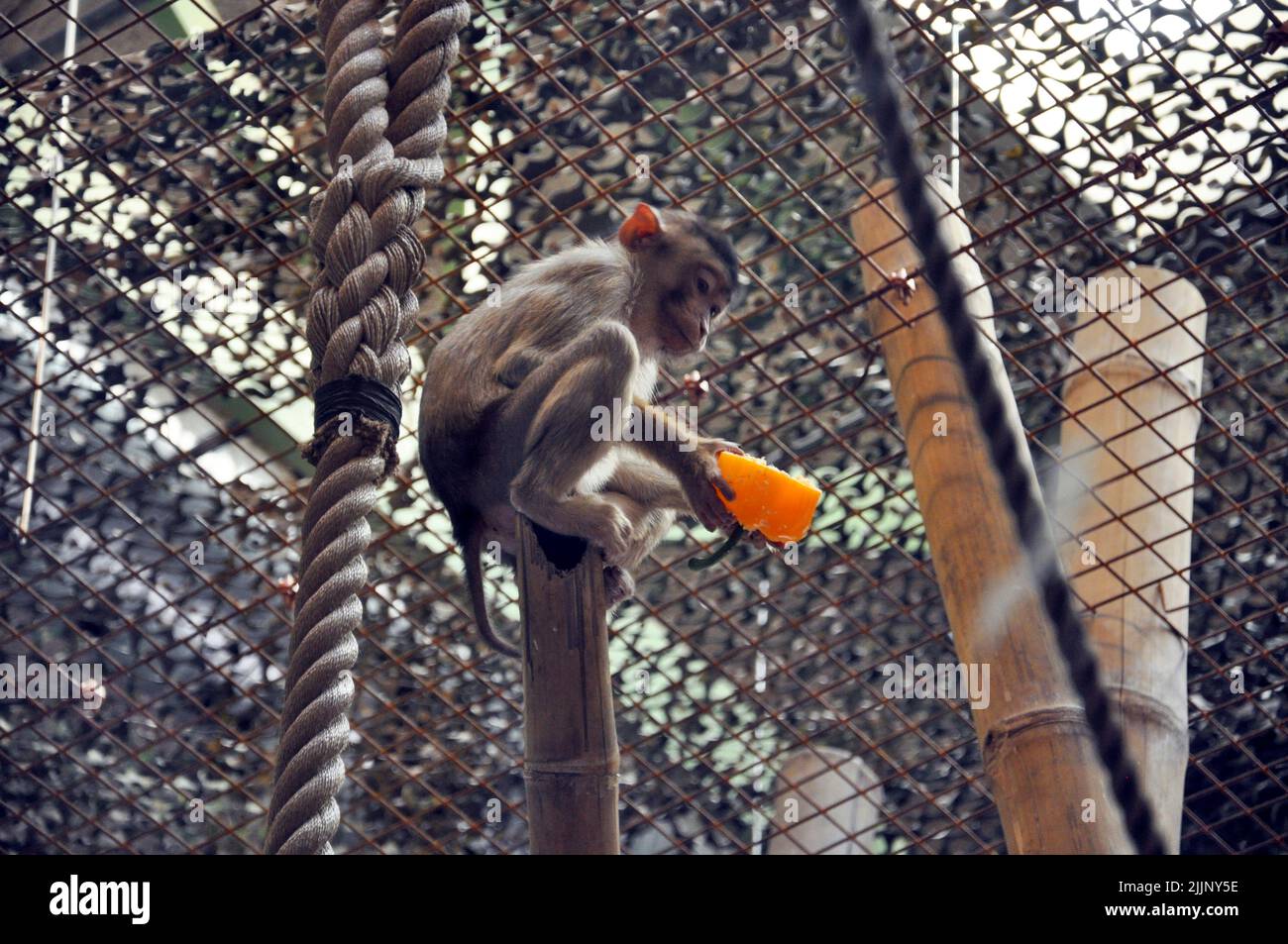 Baby monkey cage Banque de photographies et d’images à haute résolution ...