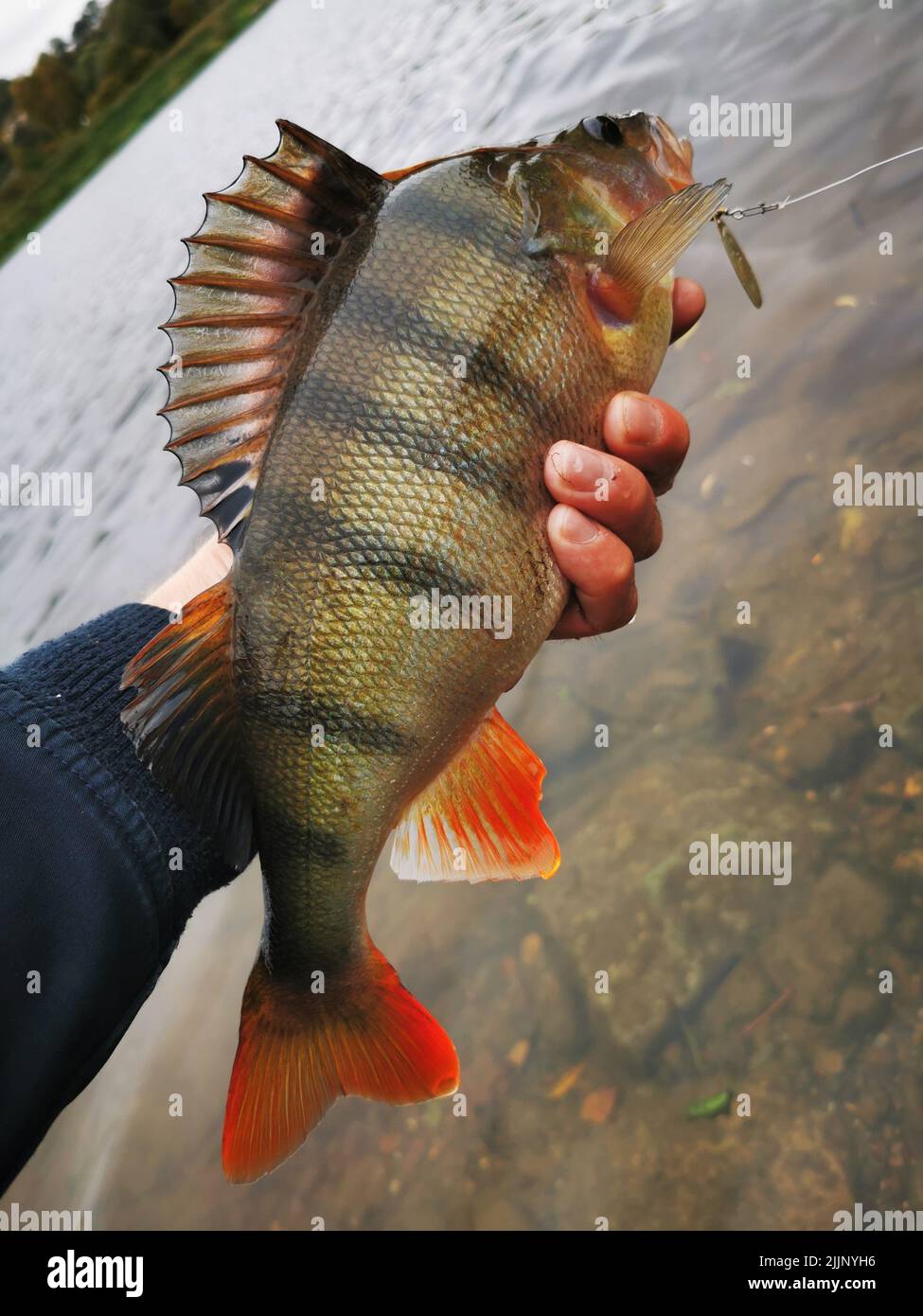 Perche anglaise Banque de photographies et d’images à haute résolution ...