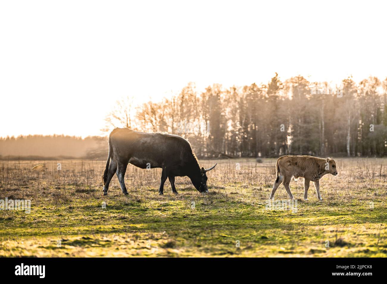 Bovins heck Banque de photographies et d’images à haute résolution - Alamy