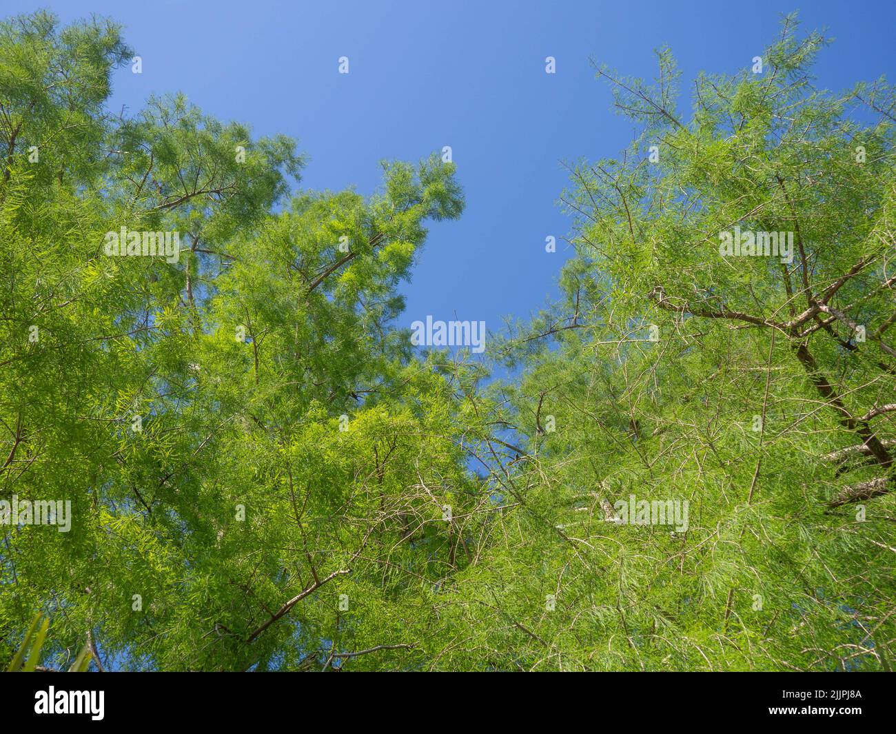 Grandes branches de conifères d'un arbre du sud contre le fond du ciel ...