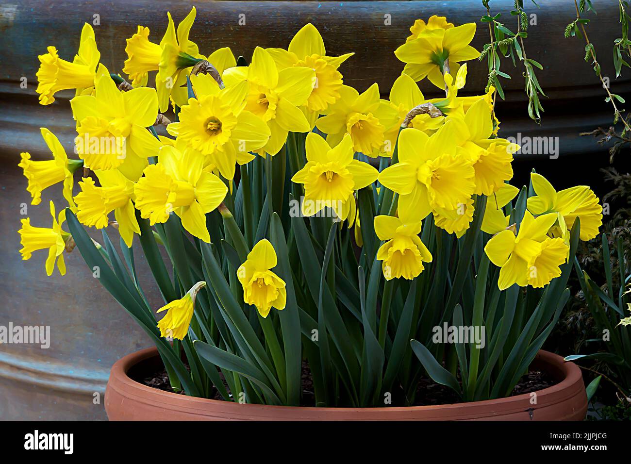 Champ de jonquille sauvage Banque de photographies et d’images à haute résolution - Alamy