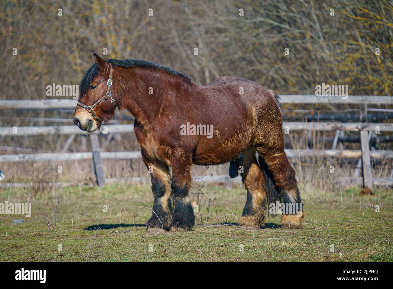 Cheval brun debout Banque de photographies et d’images à haute ...