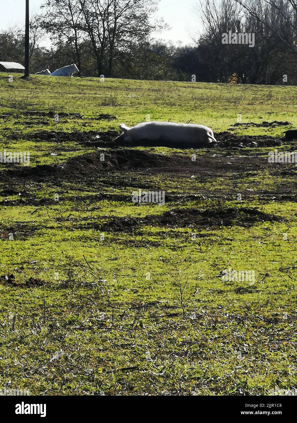 Farm pig cartoon sow Banque de photographies et d’images à haute ...